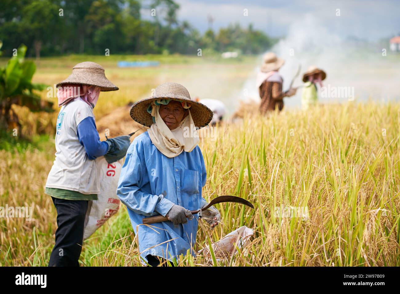 Man cutting grass at paddy field hi-res stock photography and images ...