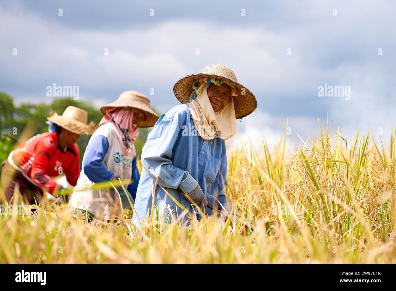 Man cutting grass at paddy field hi-res stock photography and images ...