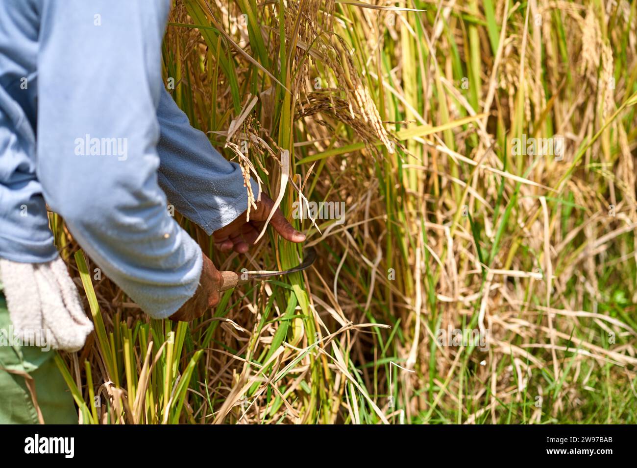 Hand holding a sickle hi-res stock photography and images - Alamy