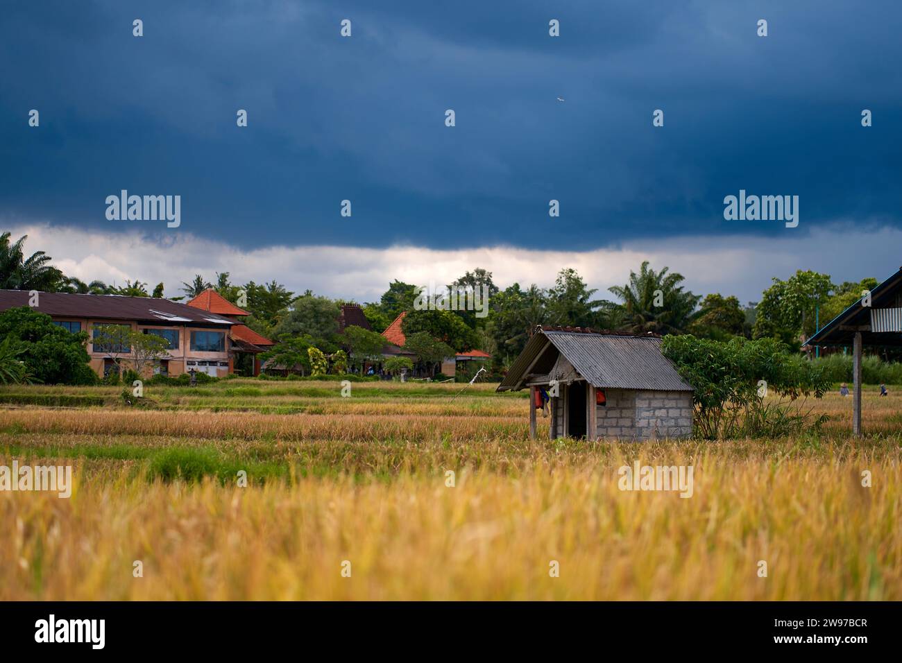 An old small hut for workers stands in a rice field. The weather before ...