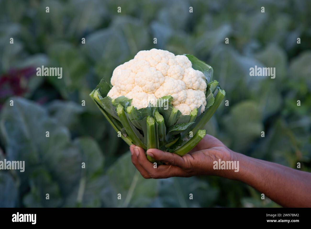 hand holding Fresh organic Cauliflower with a blurry background Stock ...