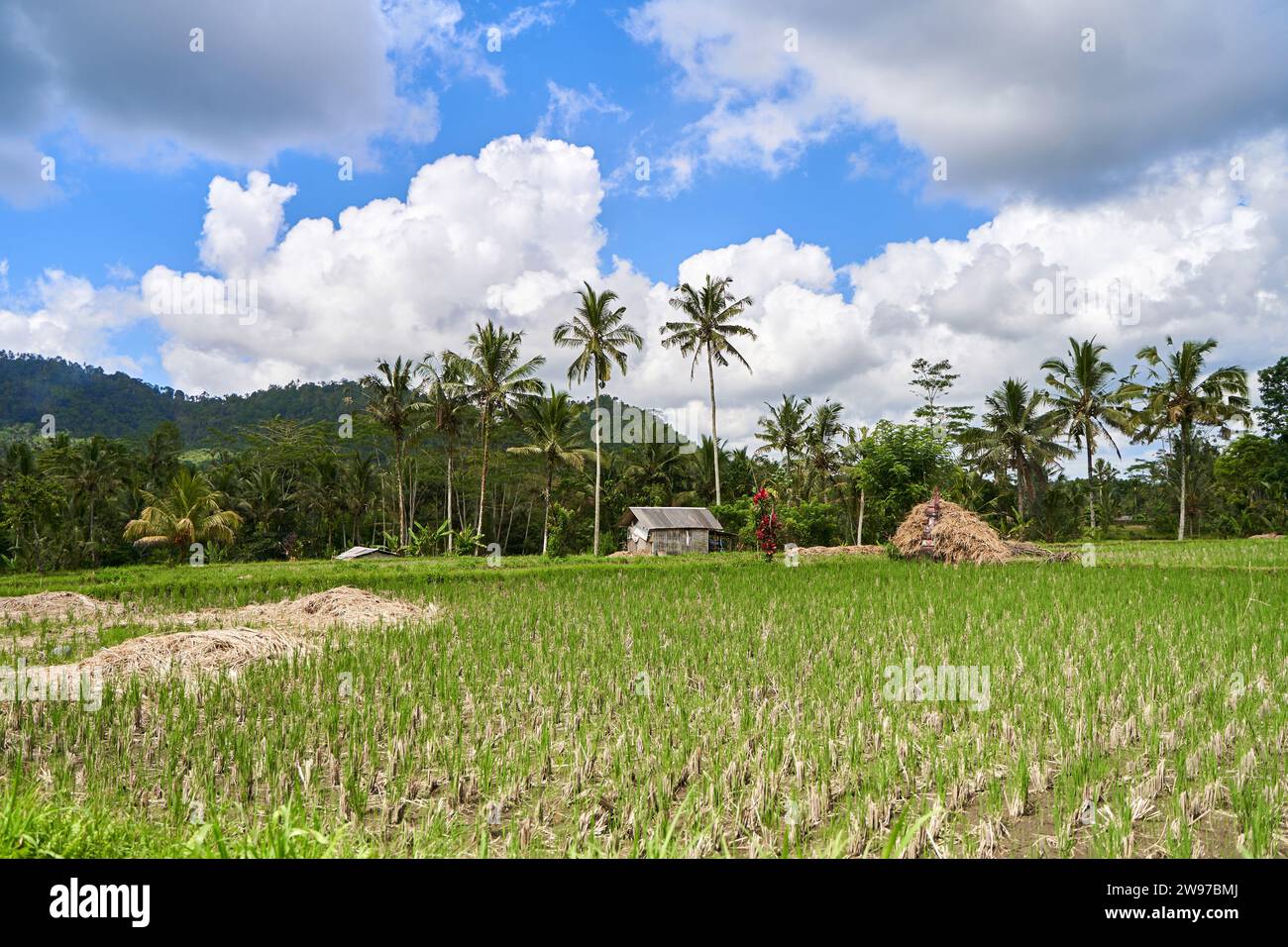 Panorama of the amazing landscape of Asian rice terraces. Palm trees in ...