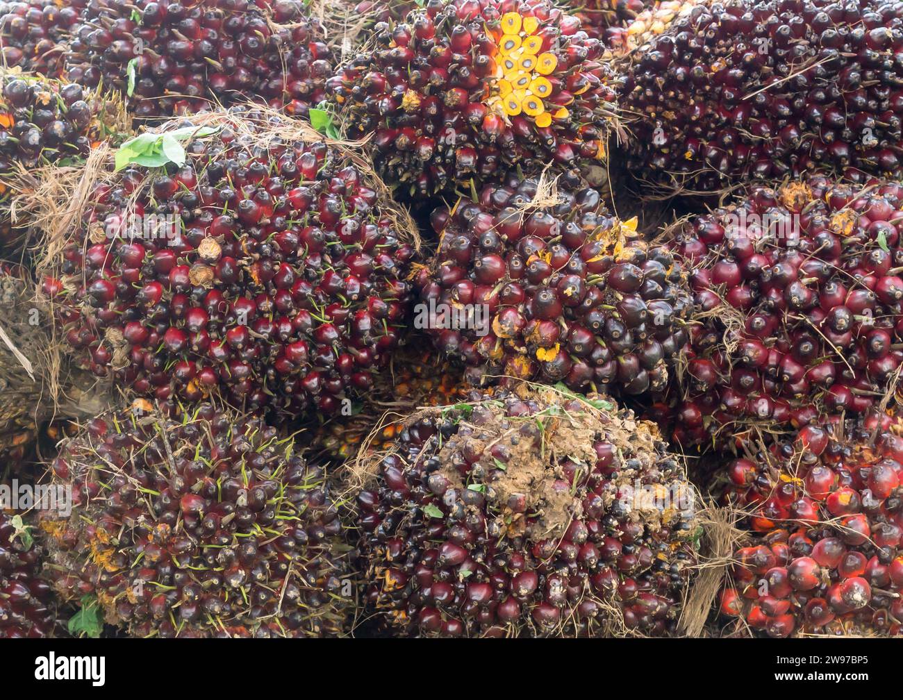 Ripe oil palm fruits is in stack after harvest in plantation. Close up ...