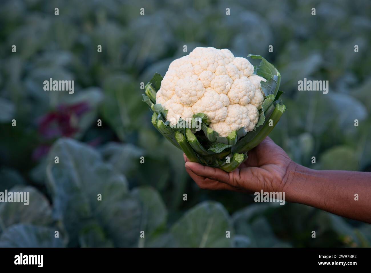 hand holding Fresh organic Cauliflower with a blurry background Stock ...
