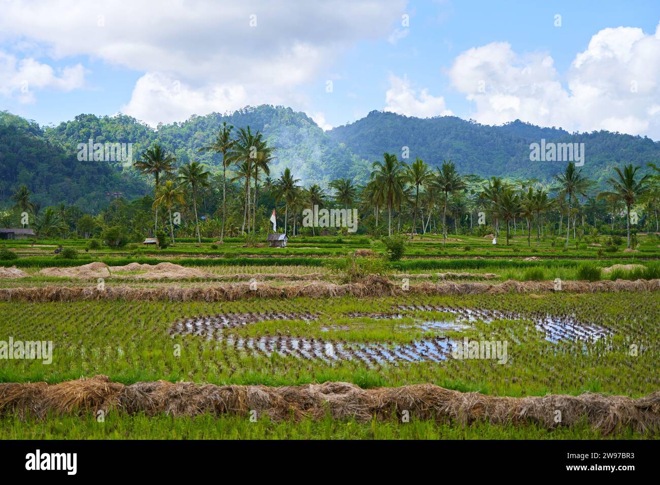 Panorama of the amazing landscape of Asian rice terraces. Palm trees in ...