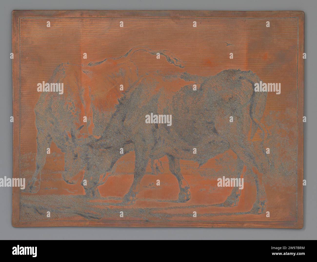 Oxen etching hi-res stock photography and images - Alamy