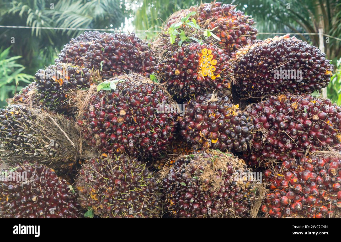 Ripe oil palm fruits is in stack on pickup truck after harvest in ...