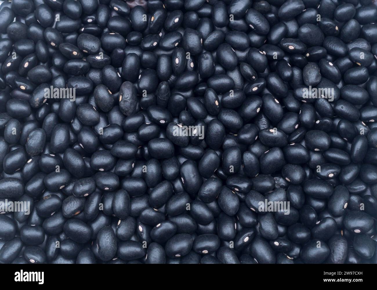 Photo of many seeds of fresh beautiful organic black bean in flat ...
