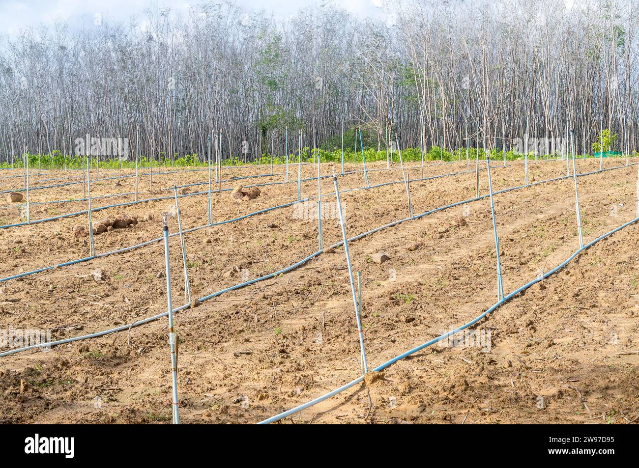 Sprinkler set is installed in plantation to provide water to young ...
