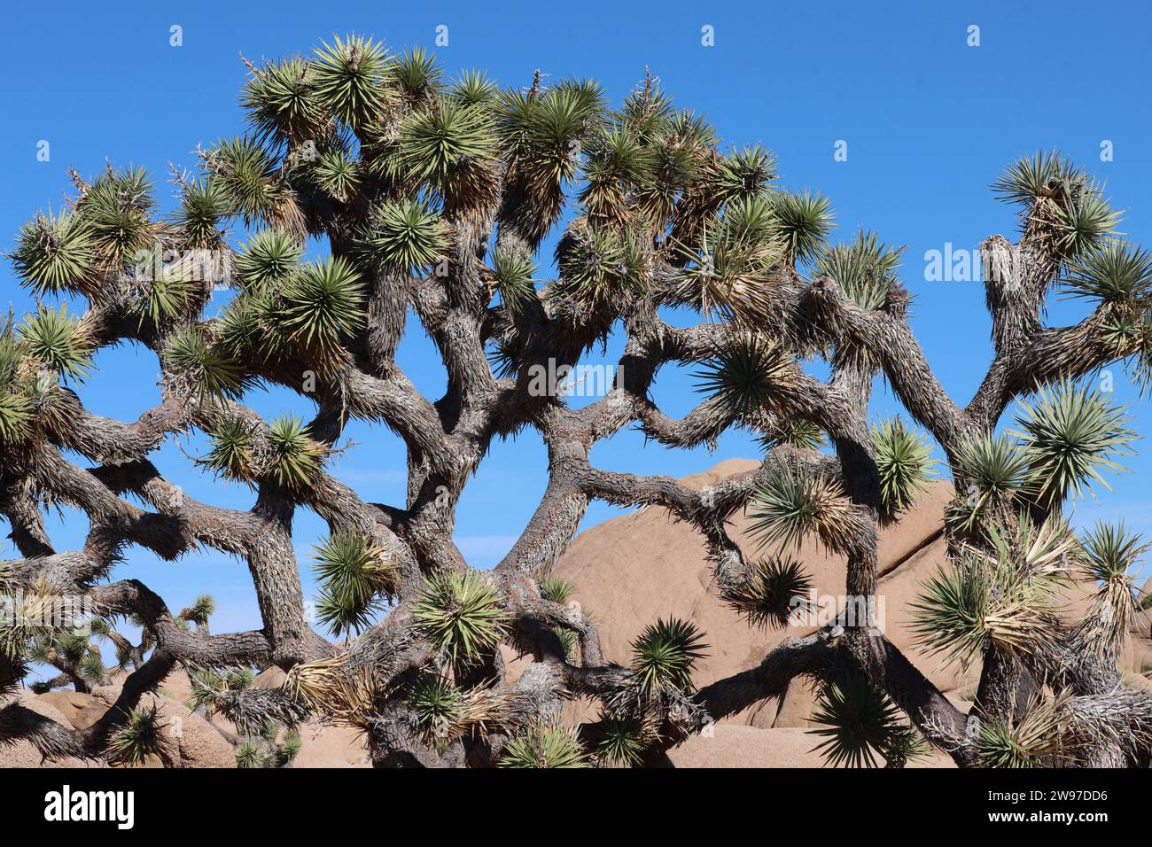 Yucca palms hi-res stock photography and images - Alamy