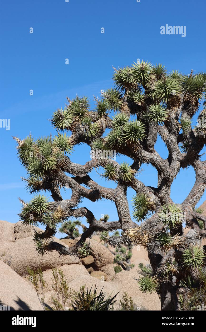 Yucca palms hi-res stock photography and images - Alamy