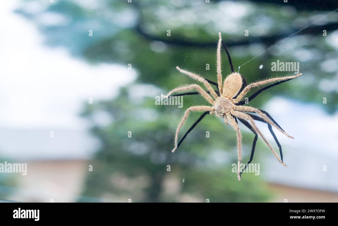Single giant gray spider is creating web on car glass window parking ...