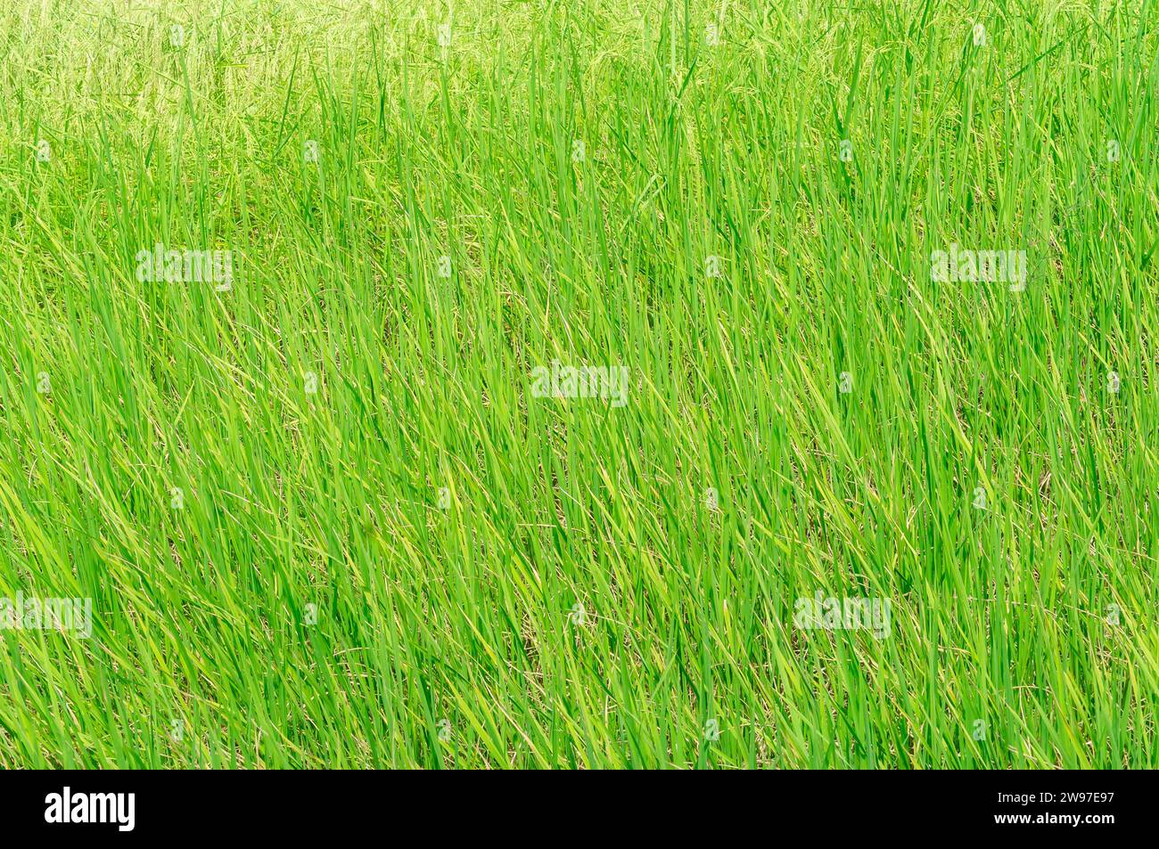 Paddy texture hi-res stock photography and images - Alamy