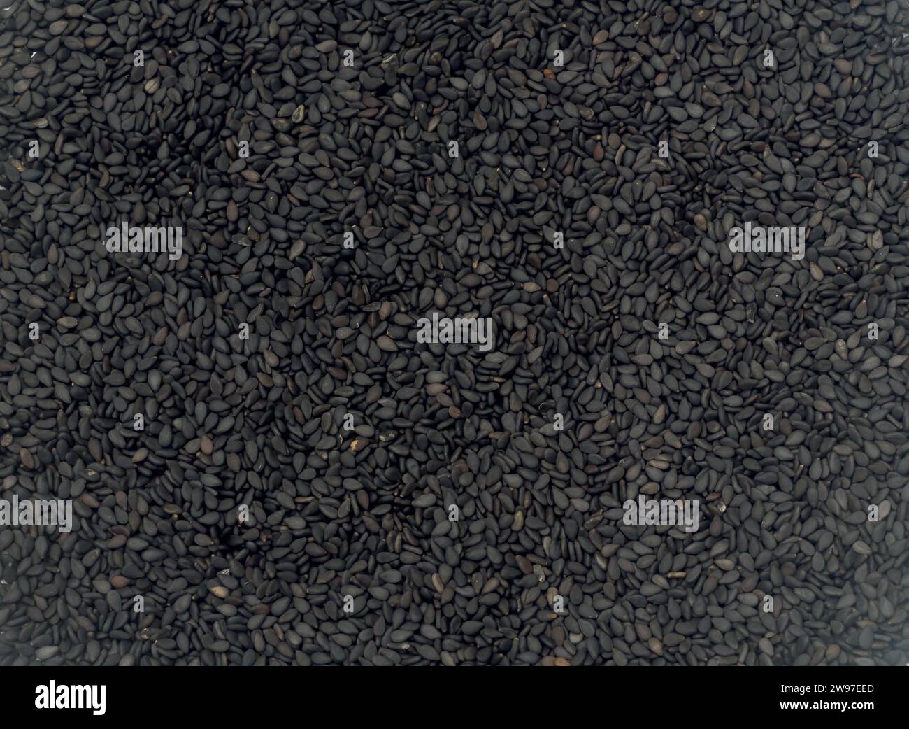 Black or dark sesame seeds or tils were taken as use for plant ...