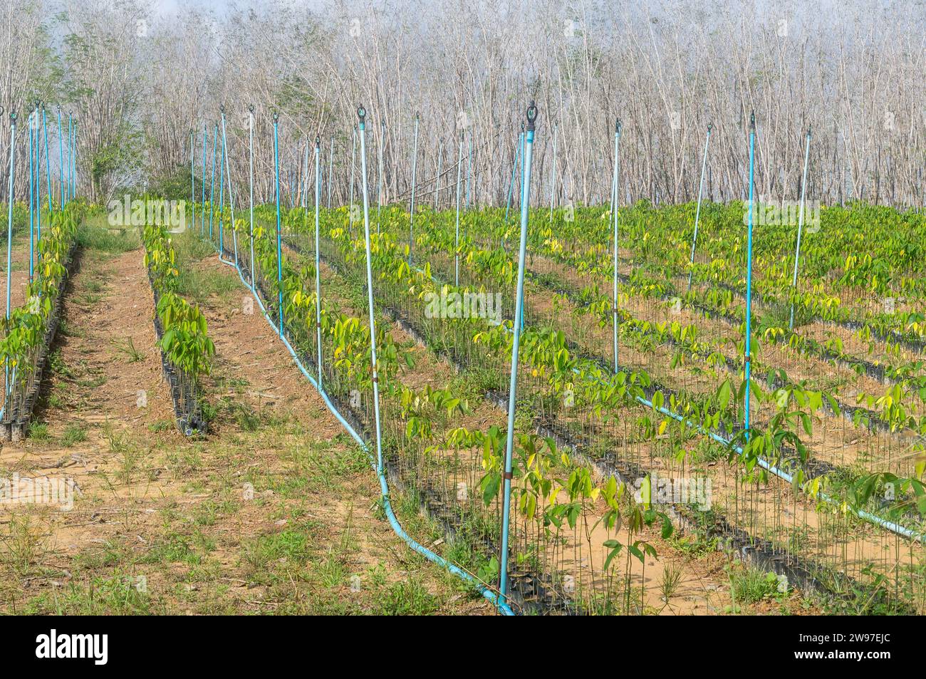 Sprinkler set is installed in plantation to provide water to young ...