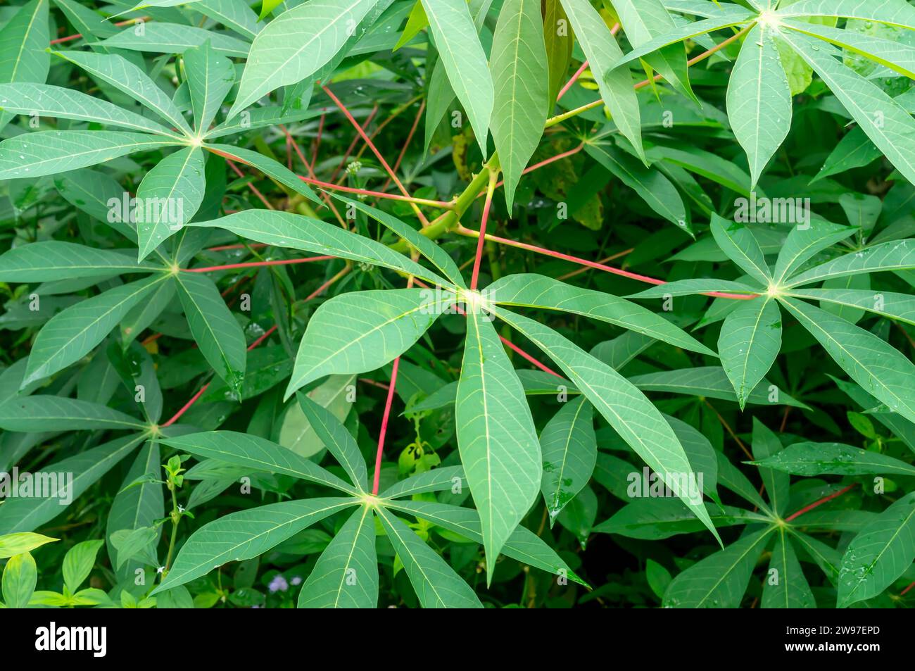 Fresh green manioc, topioca or cassava leaves were taken in cassava ...
