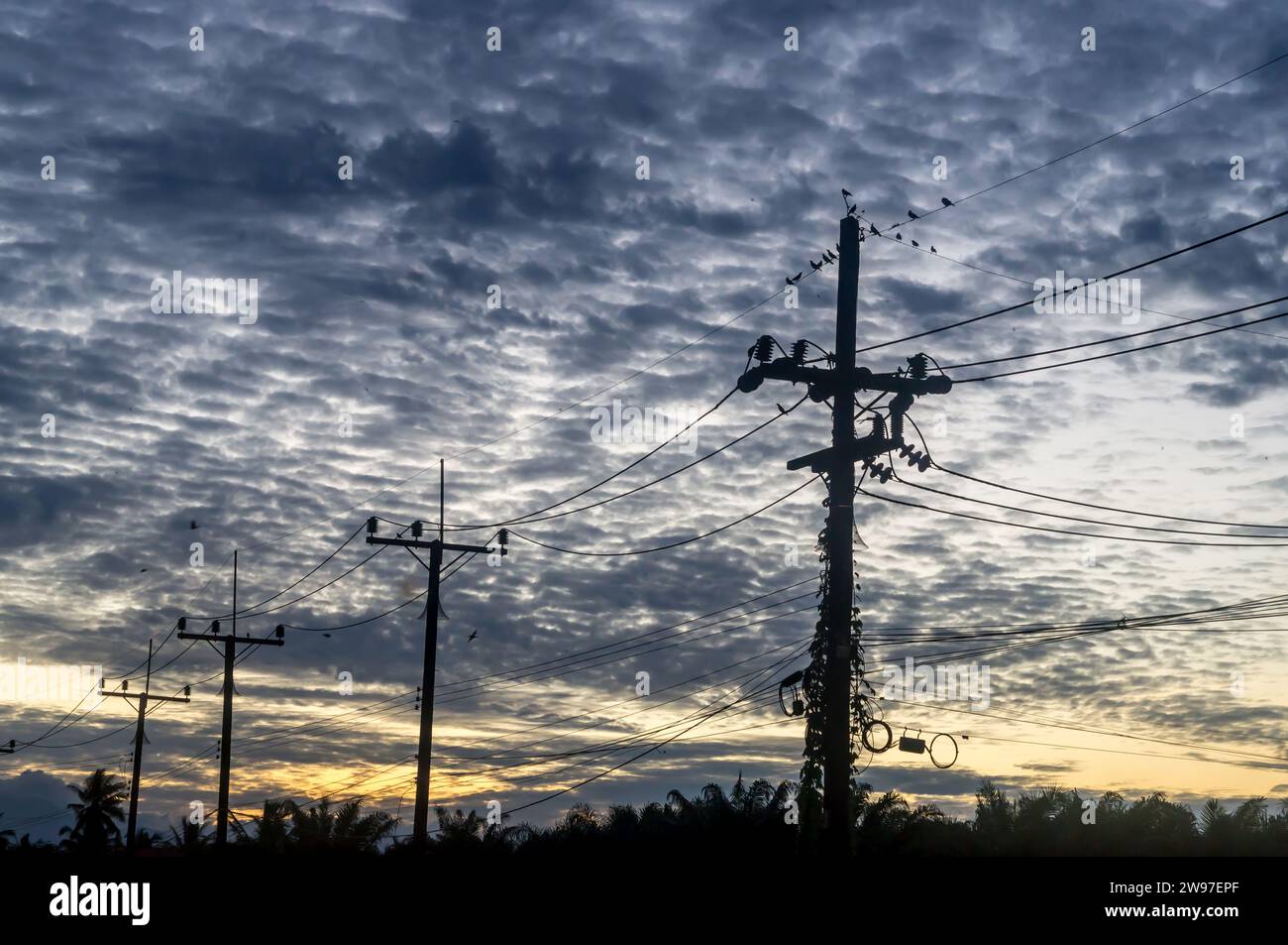 silhouette photo of electric poll with line or wire and many small ...