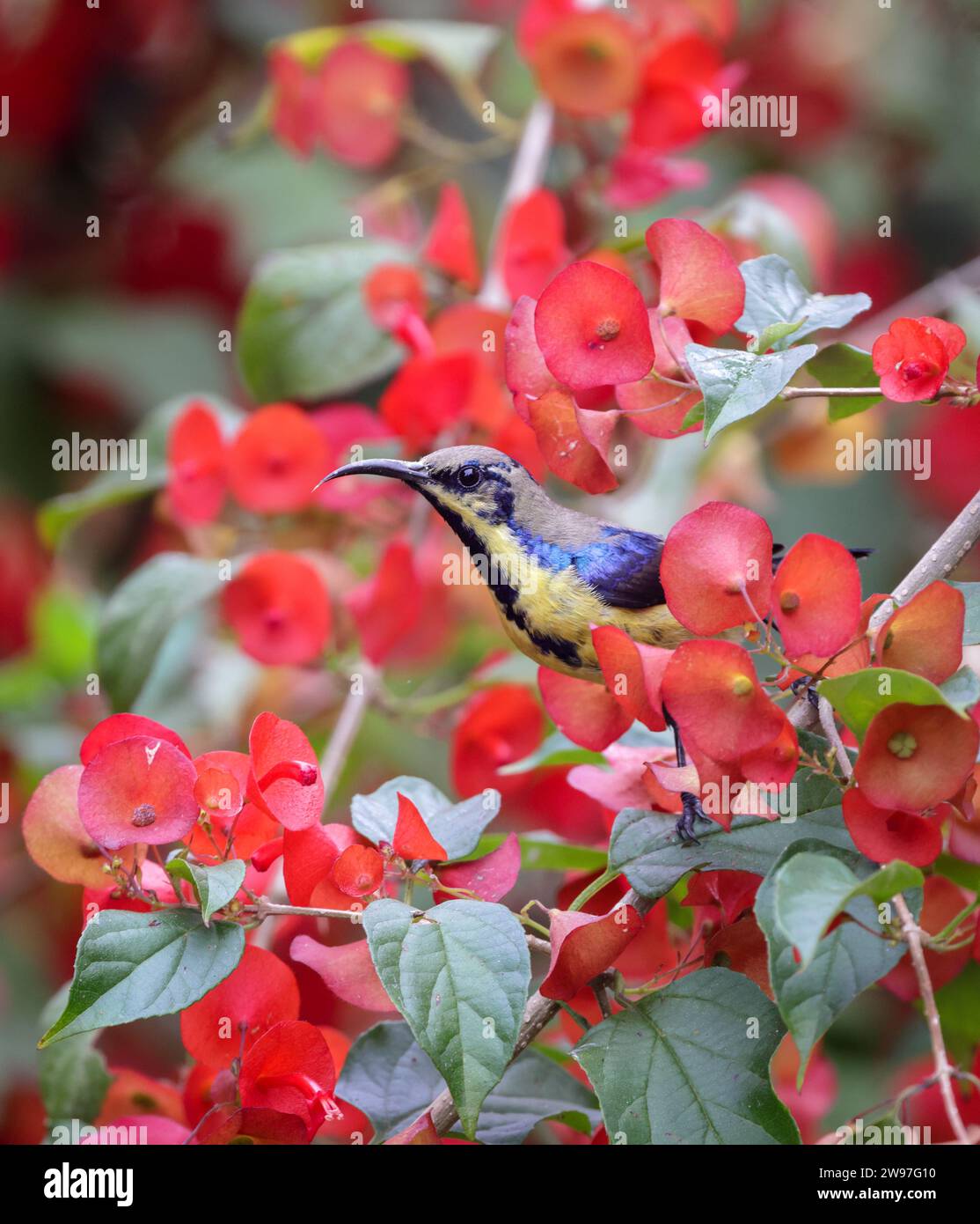Sunbird pollination hi-res stock photography and images - Alamy