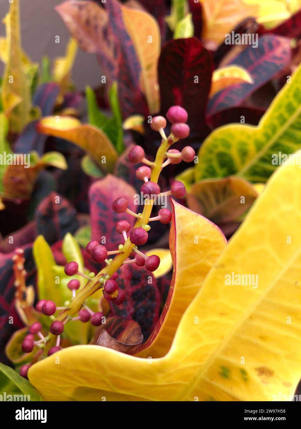 Flowers with recurved petals hi-res stock photography and images - Alamy