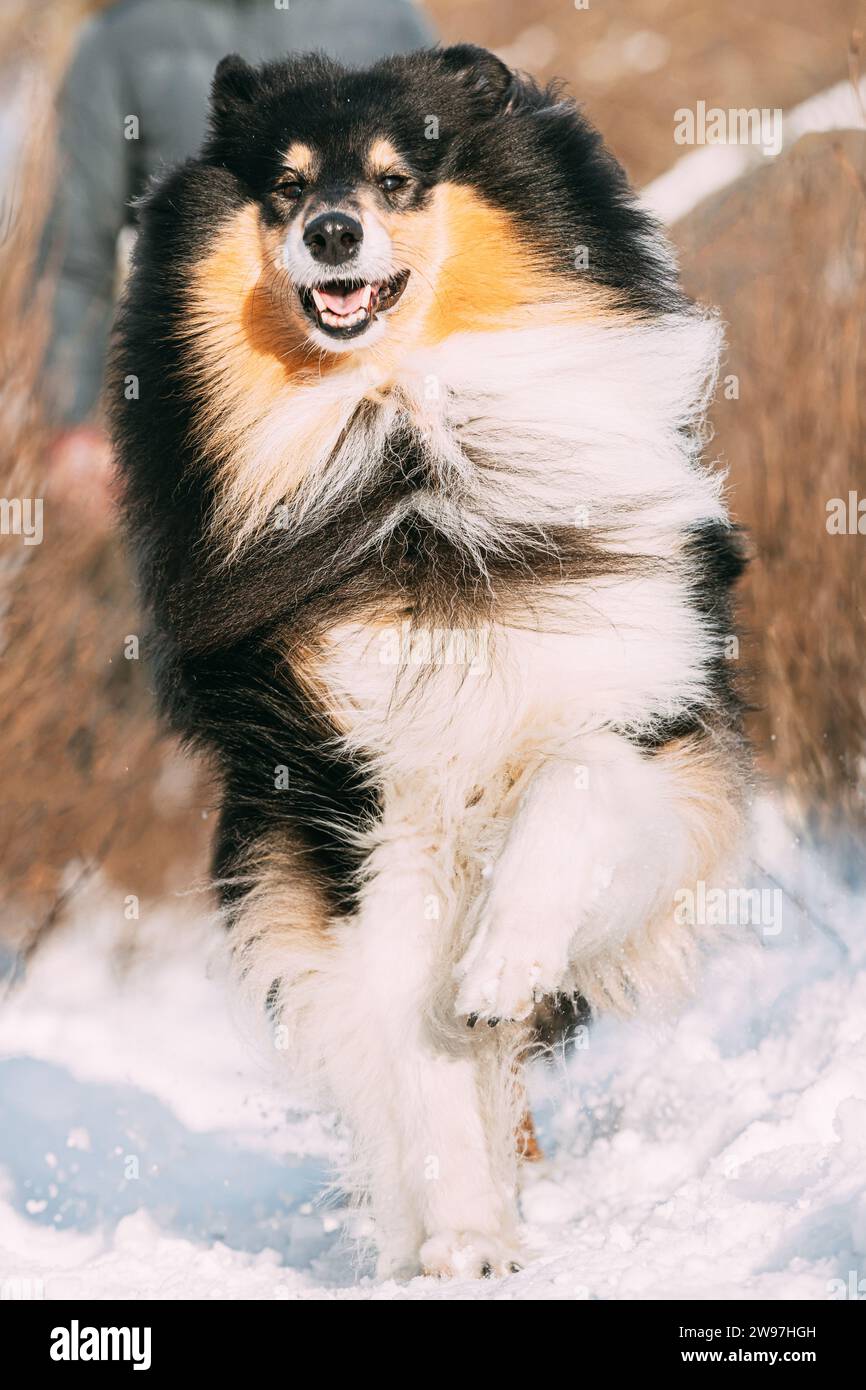 Shetland Sheepdog, Sheltie, Curious Collie Dog Fast Running At Snow ...