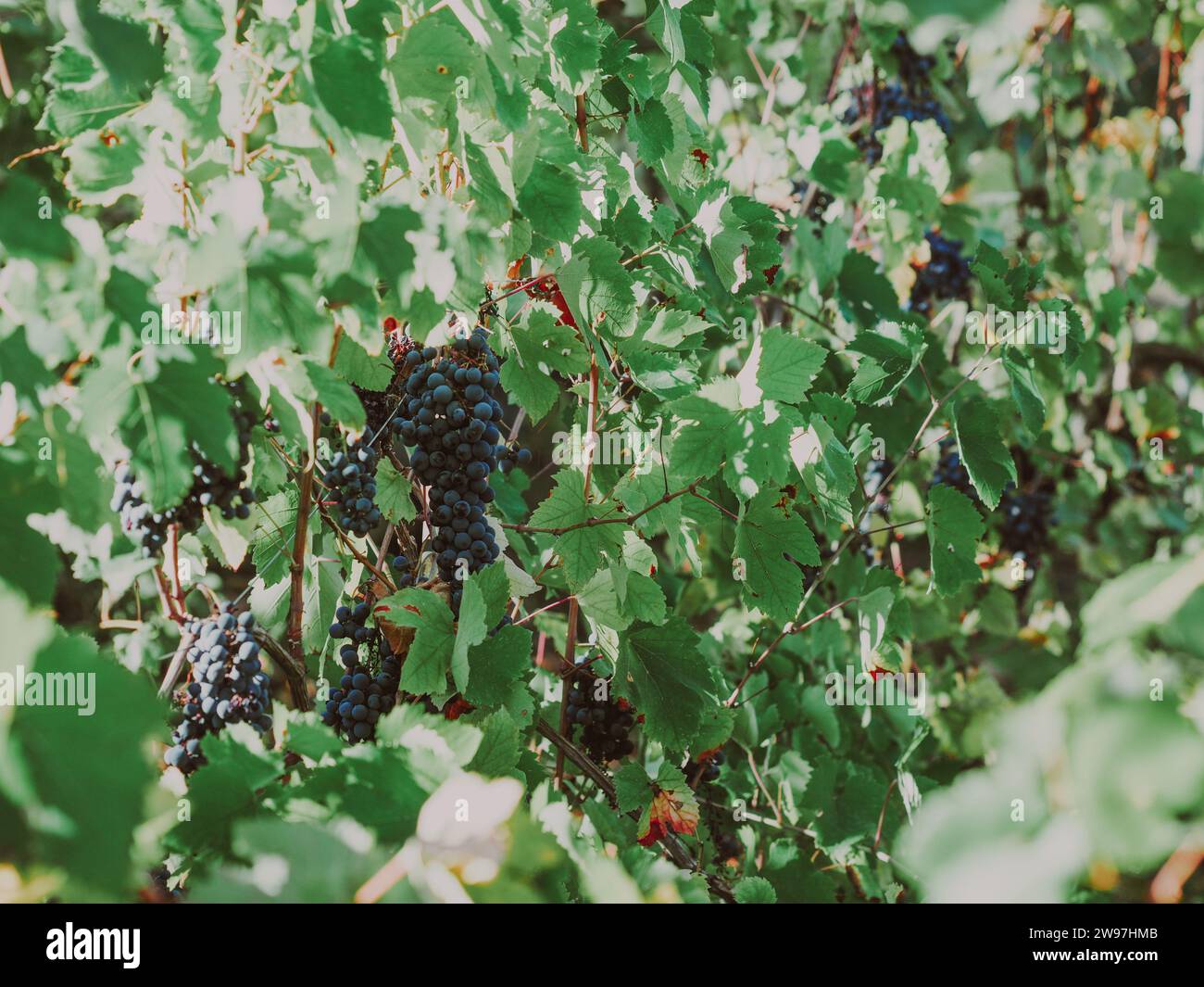 dark red grapes for wine produce ready harvesting time in hilly ...