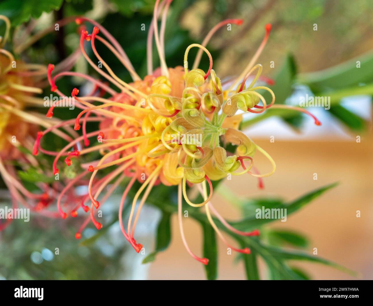 Grevillea Loopy Lou Flower in a vase Stock Photo - Alamy
