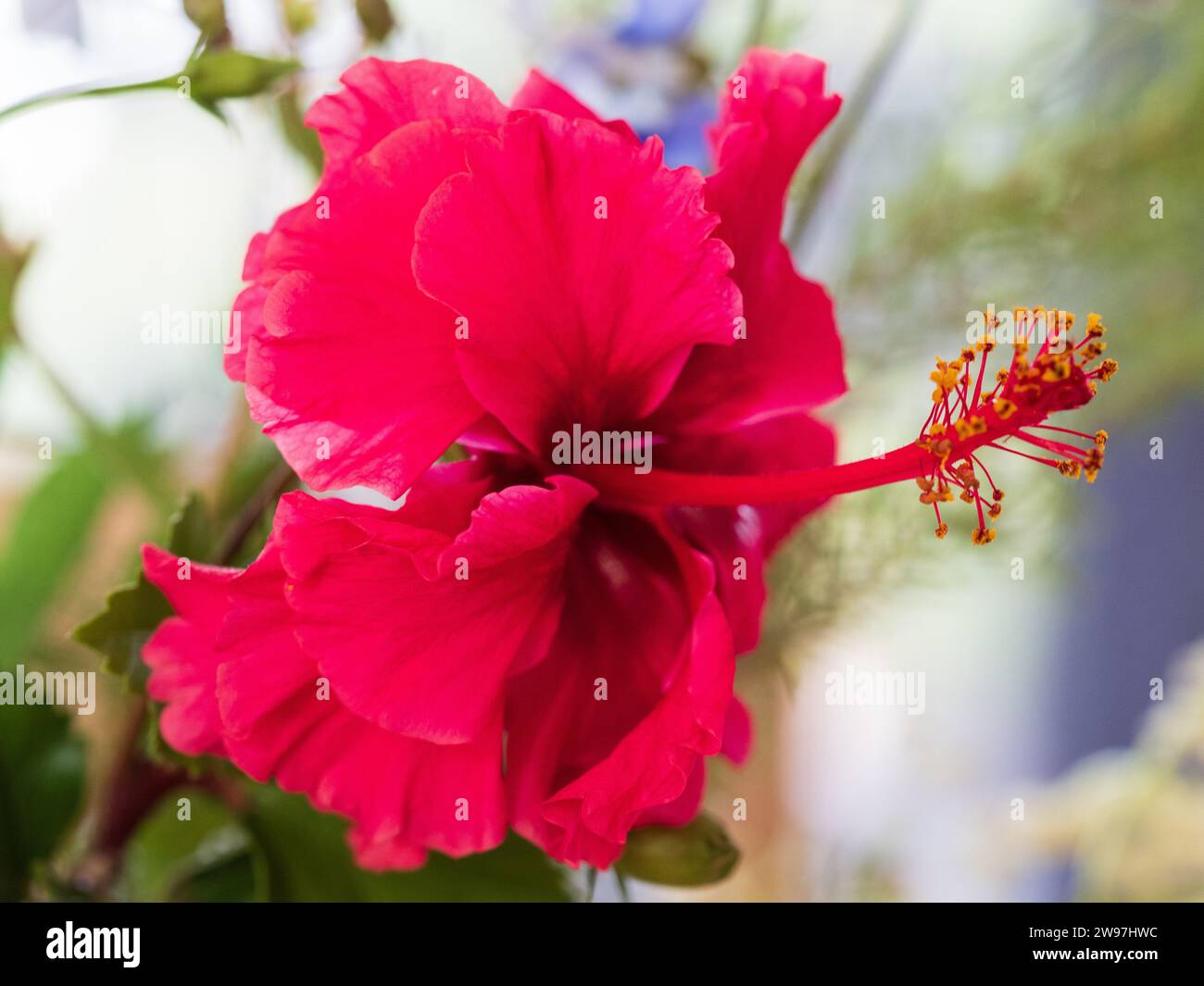 Magenta red hibiscus Flower up close, beautiful tropical bloom Stock ...