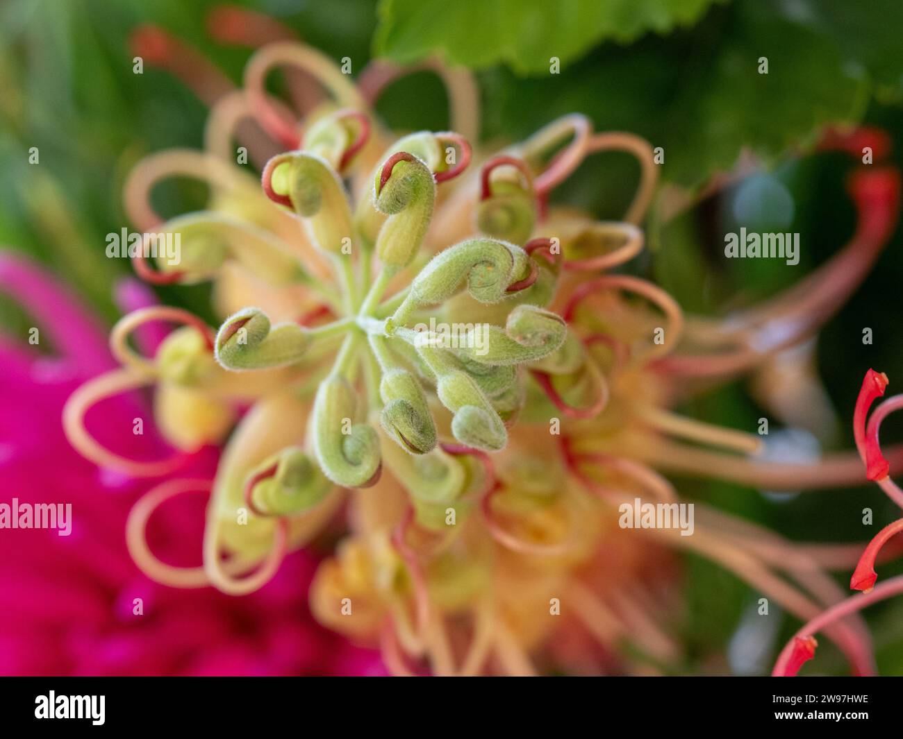 Australian native flower wall art hi-res stock photography and images ...