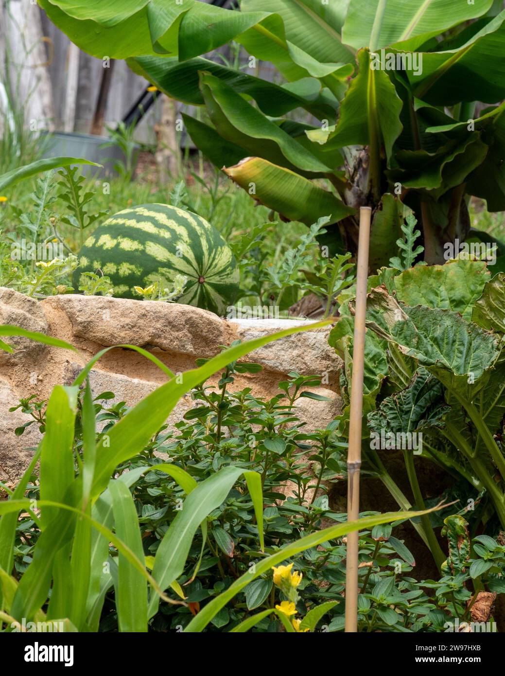 A Watermelon growing under a young Banana Tree in an Australian kitchen ...