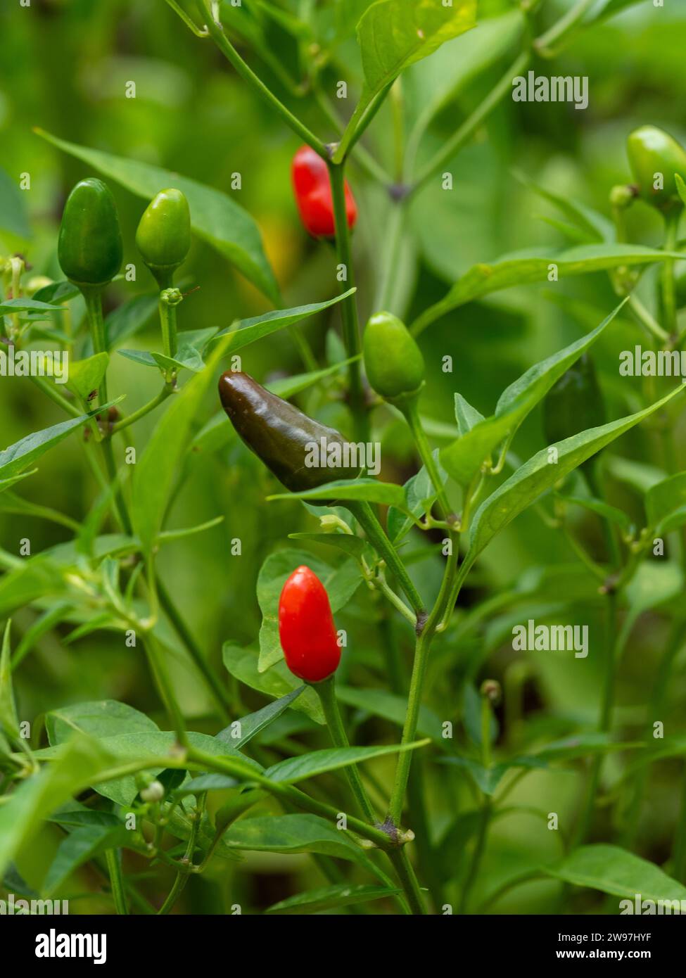 Pretty Red and green Chilli plants bearing fruit in the kitchen ...