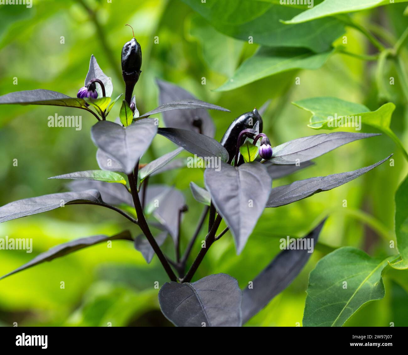 Shiny black Chillies on the plant in the vegetable garden Stock Photo ...