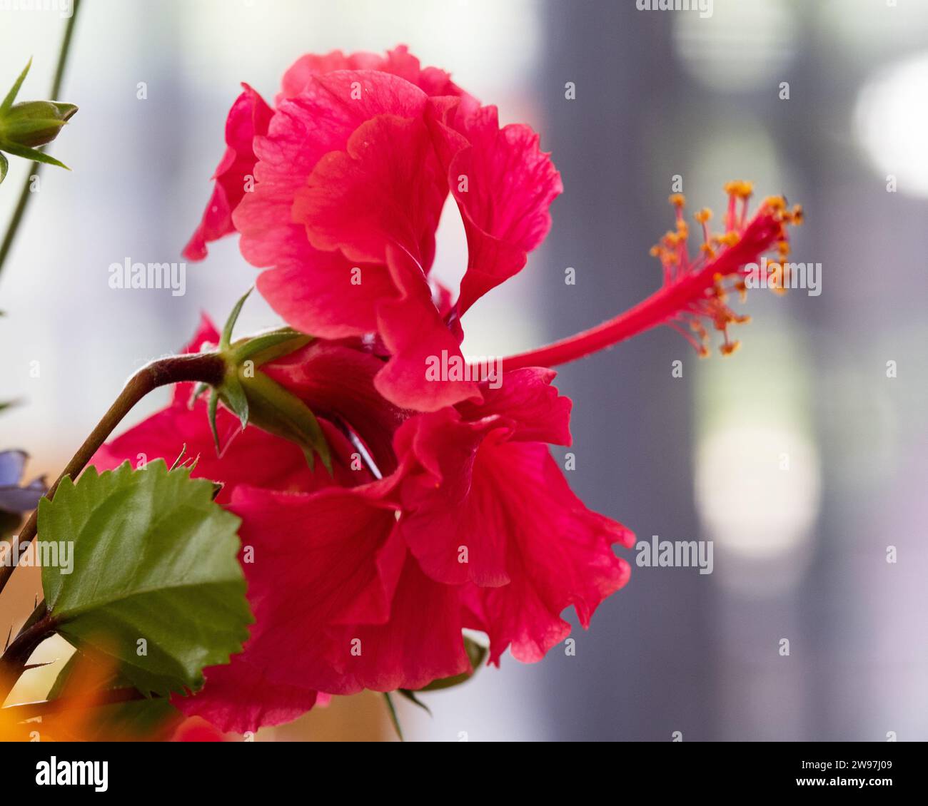 Magenta red hibiscus Flower up close, beautiful tropical bloom Stock ...