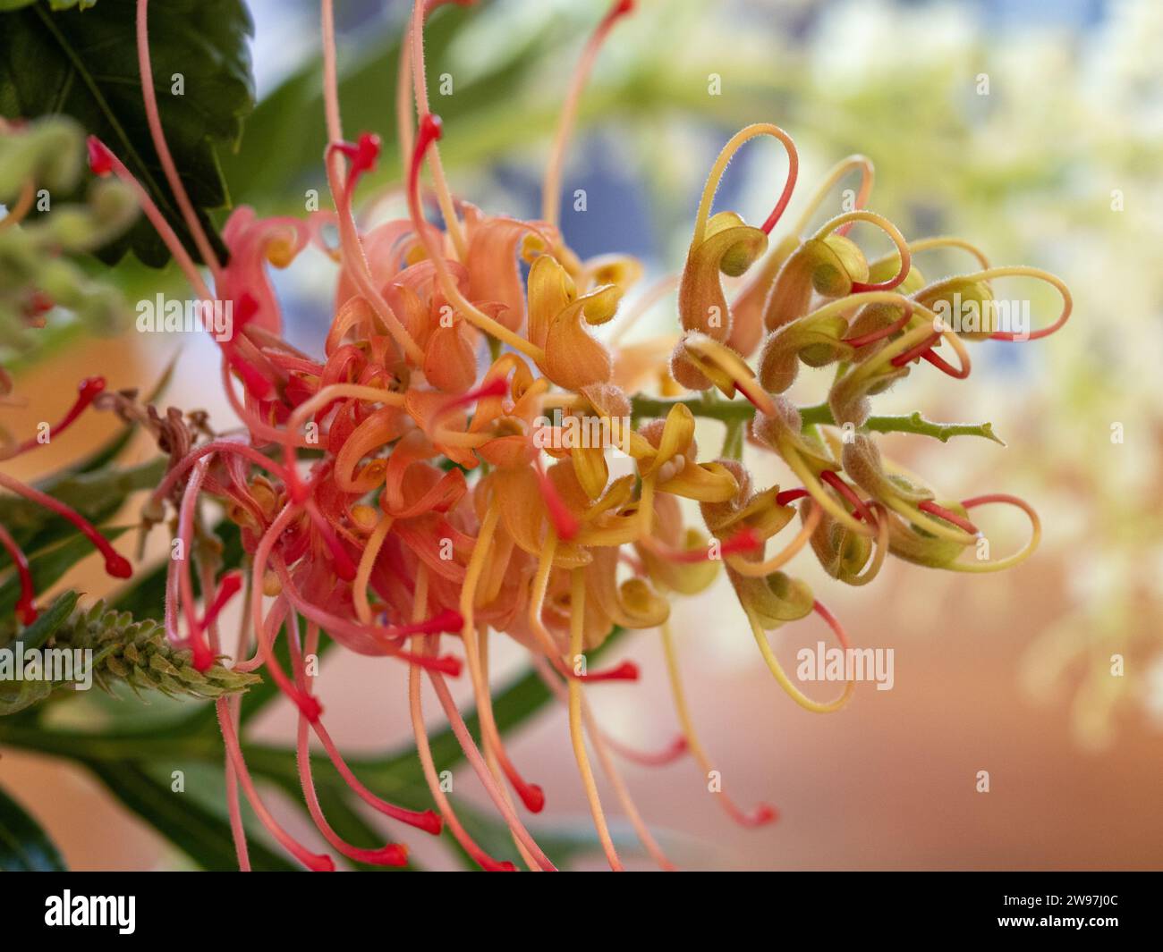 Grevillea Loopy Lou Flower in a vase Stock Photo - Alamy