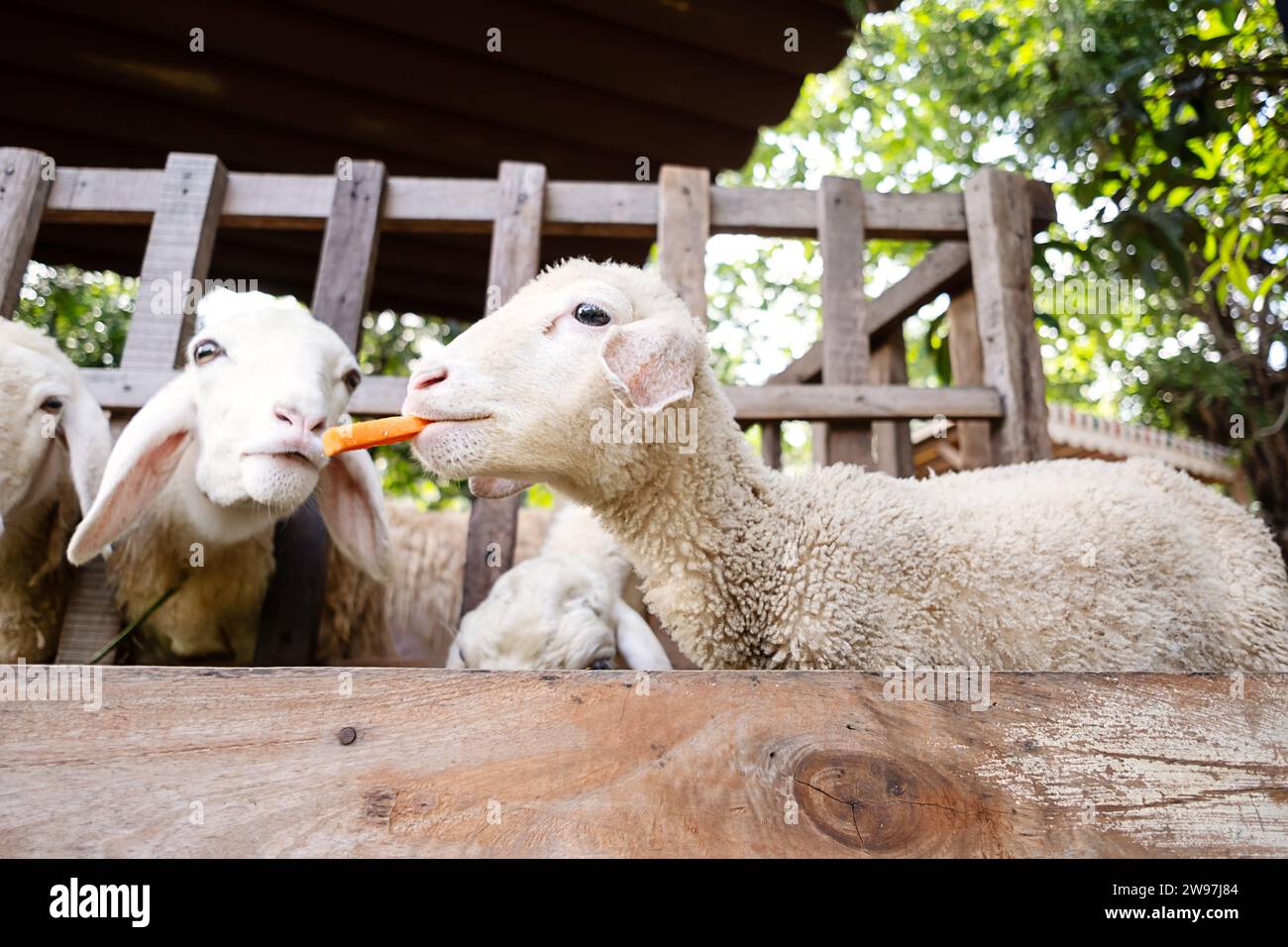 Cute funny lamb eating carrots at the petting zoo Stock Photo - Alamy