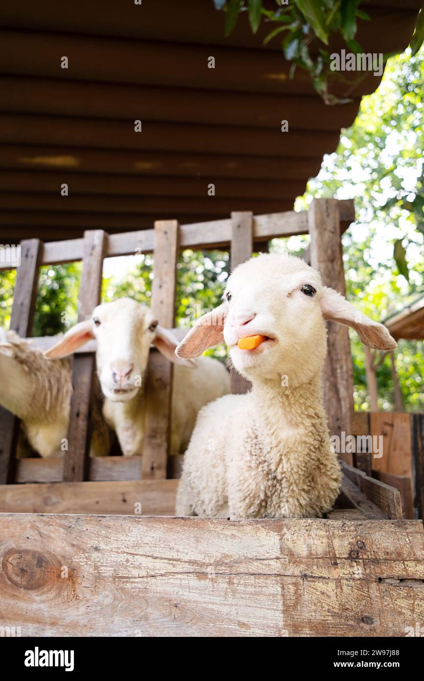 Cute funny lamb eating carrots at the petting zoo Stock Photo - Alamy