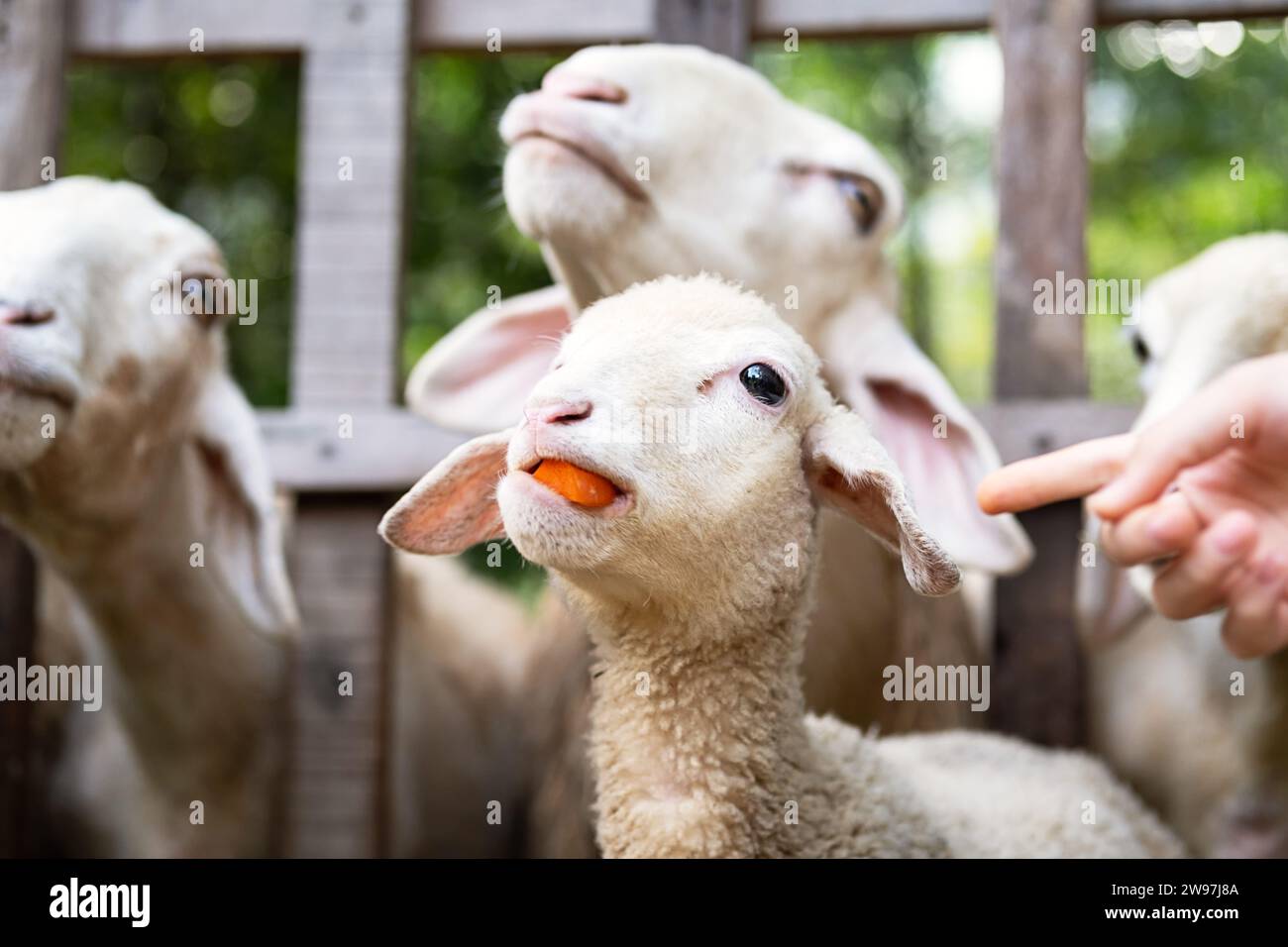 Cute funny lamb eating carrots at the petting zoo Stock Photo - Alamy