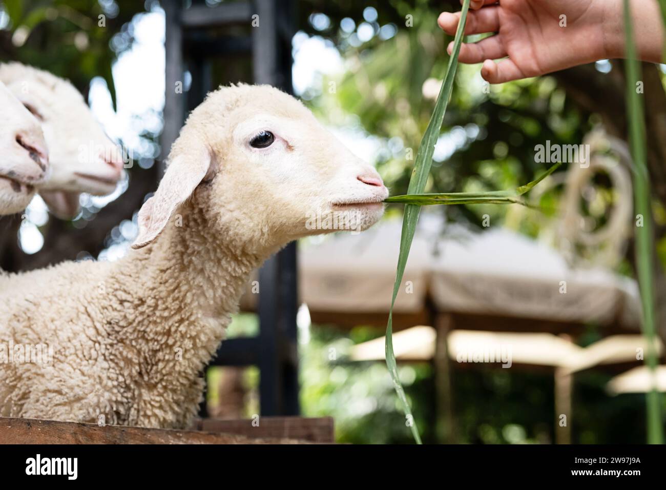 Cute little lamb eating at petting zoo Stock Photo - Alamy