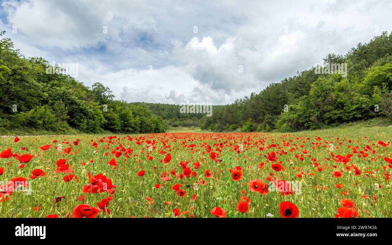 Poppy field panorama. Large Field with red poppies and green grass ...
