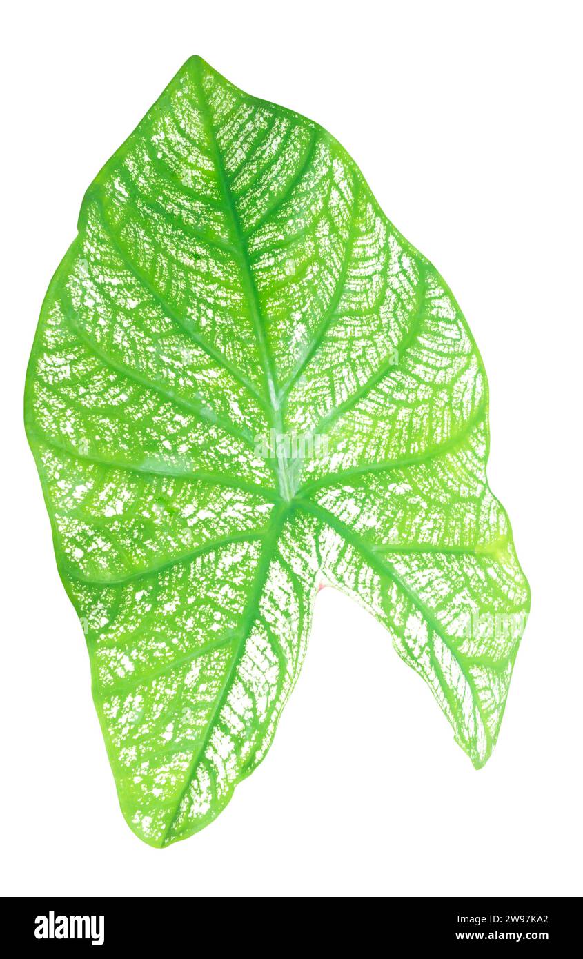 Close up and top view of fresh green caladium leaf with pattern is ...