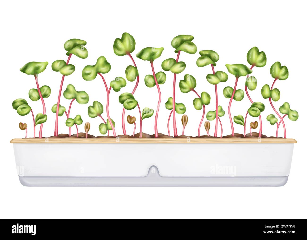 Young green sprouting radish shoots. A plant for home potting and ...