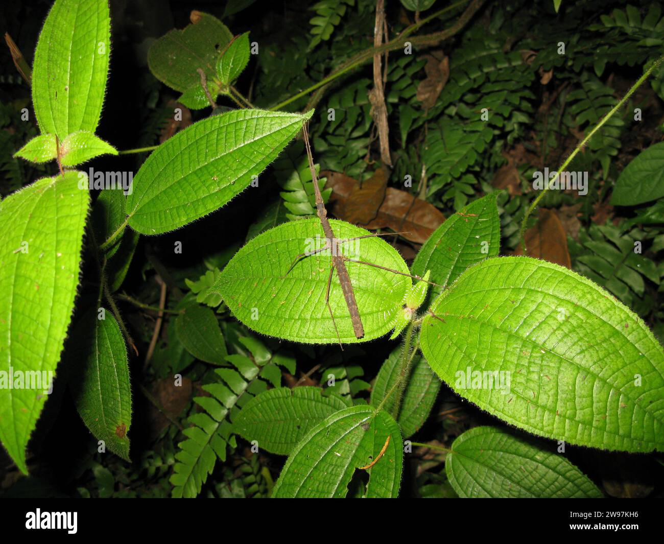 Insects in Taman Negara national park in Malaysia Stock Photo - Alamy