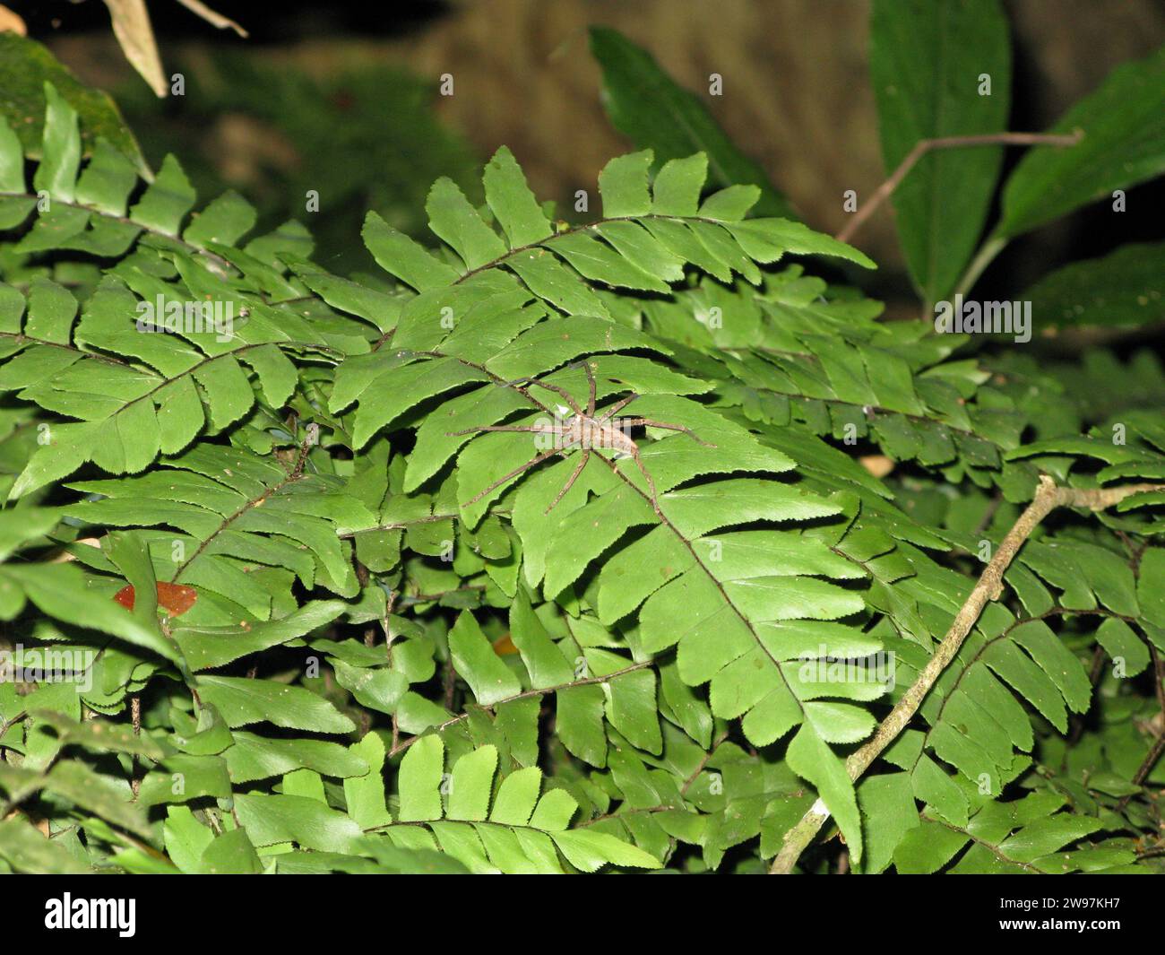Insects in Taman Negara national park in Malaysia Stock Photo - Alamy