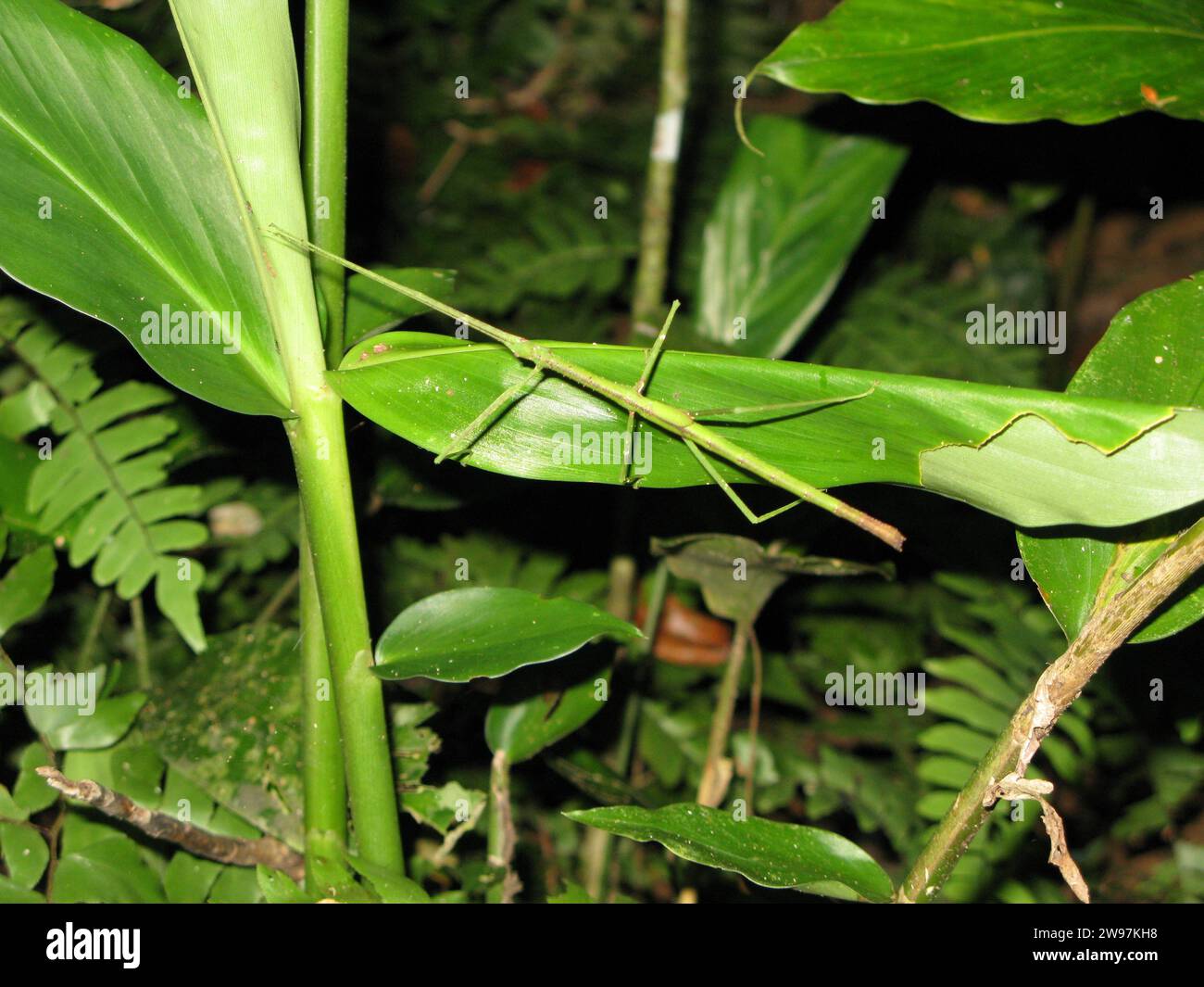 Insects in Taman Negara national park in Malaysia Stock Photo - Alamy
