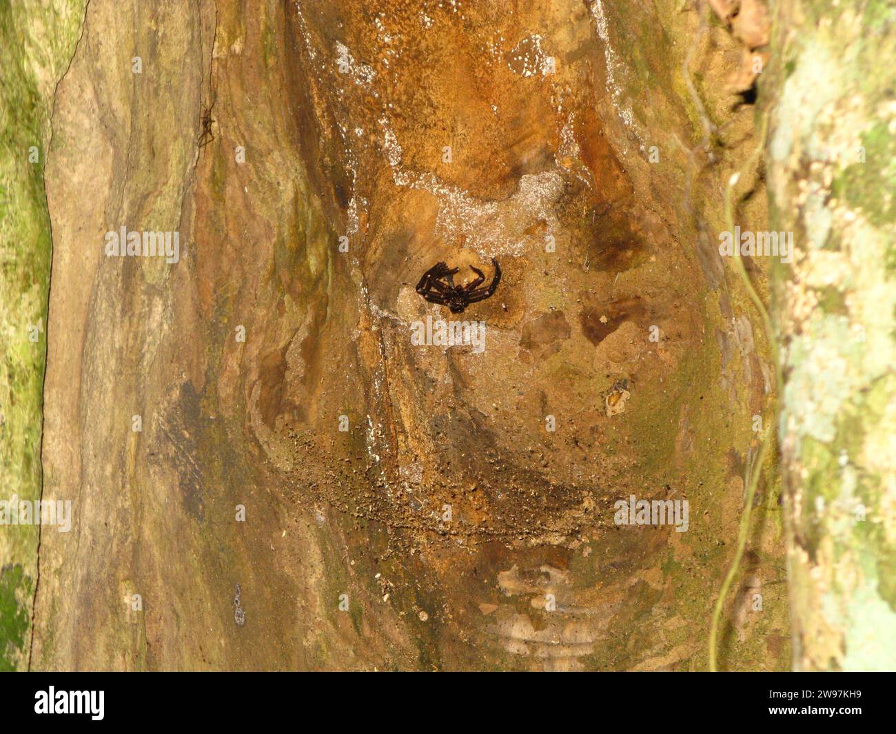 Insects in Taman Negara national park in Malaysia Stock Photo - Alamy