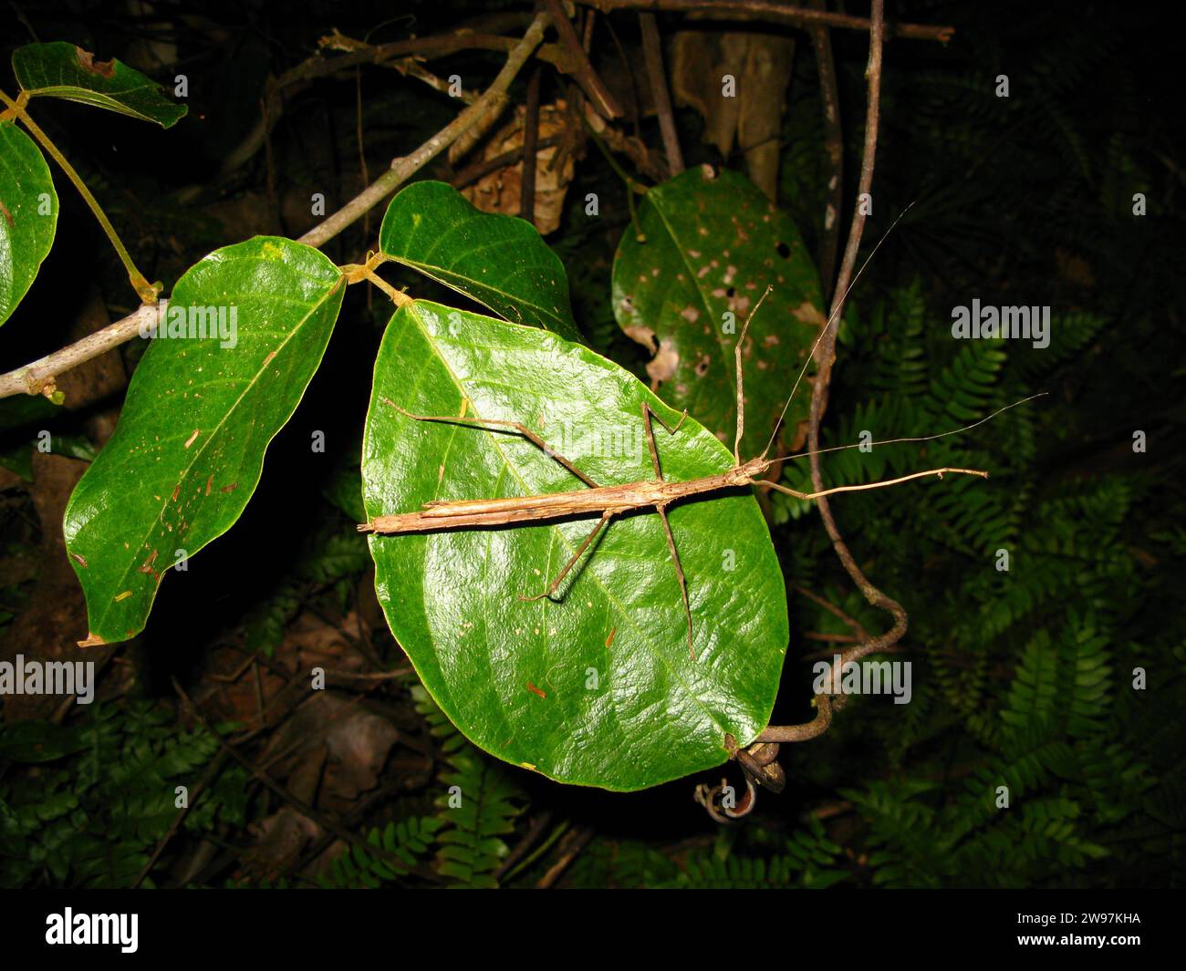 Insects in Taman Negara national park in Malaysia Stock Photo - Alamy