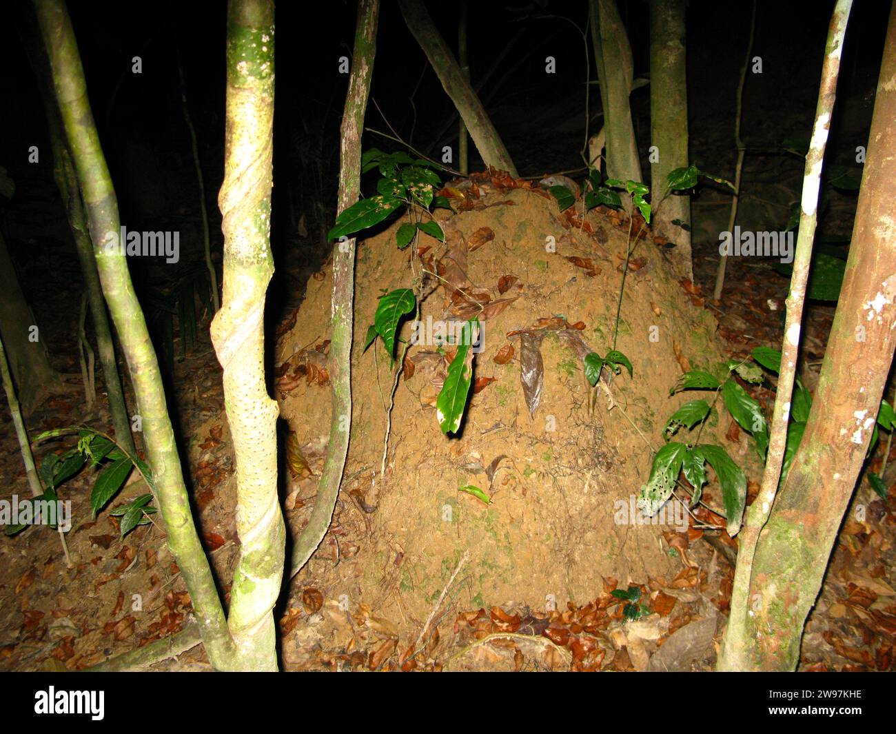 Insects in Taman Negara national park in Malaysia Stock Photo - Alamy