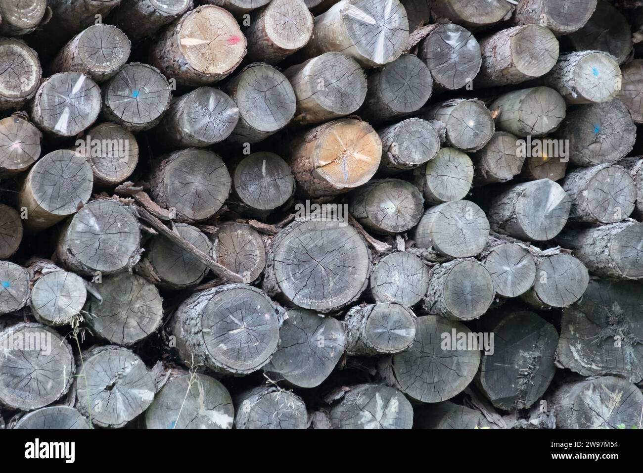 Acacia tree stump hi-res stock photography and images - Alamy