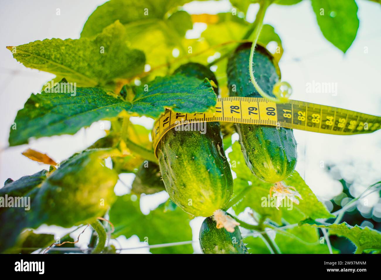 Growing prickly cucumbers are wrapped with yellow measuring tape. Waist ...