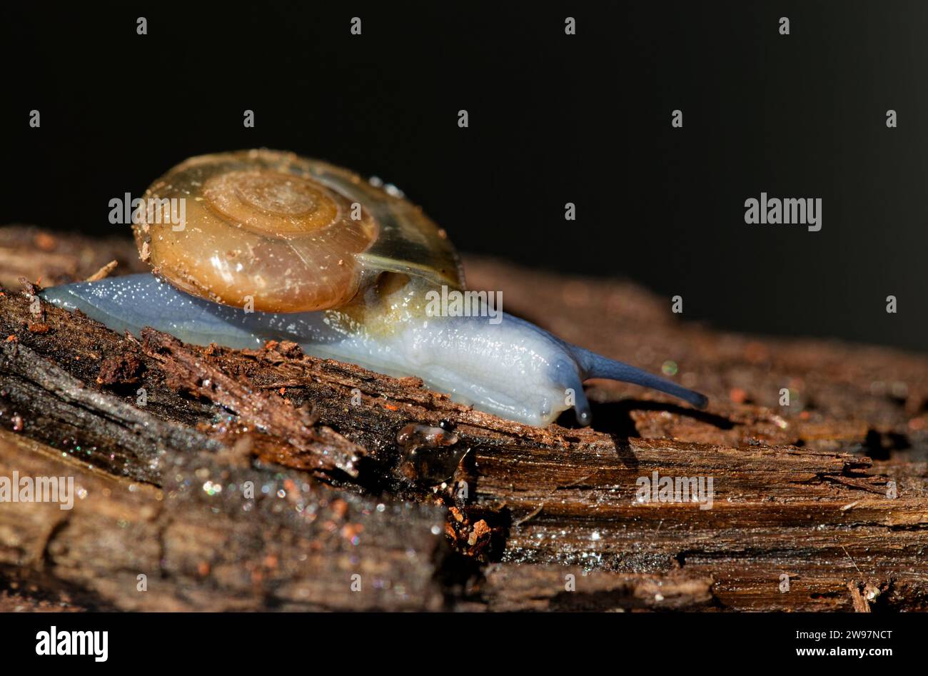 Cellar glass snail hi-res stock photography and images - Alamy