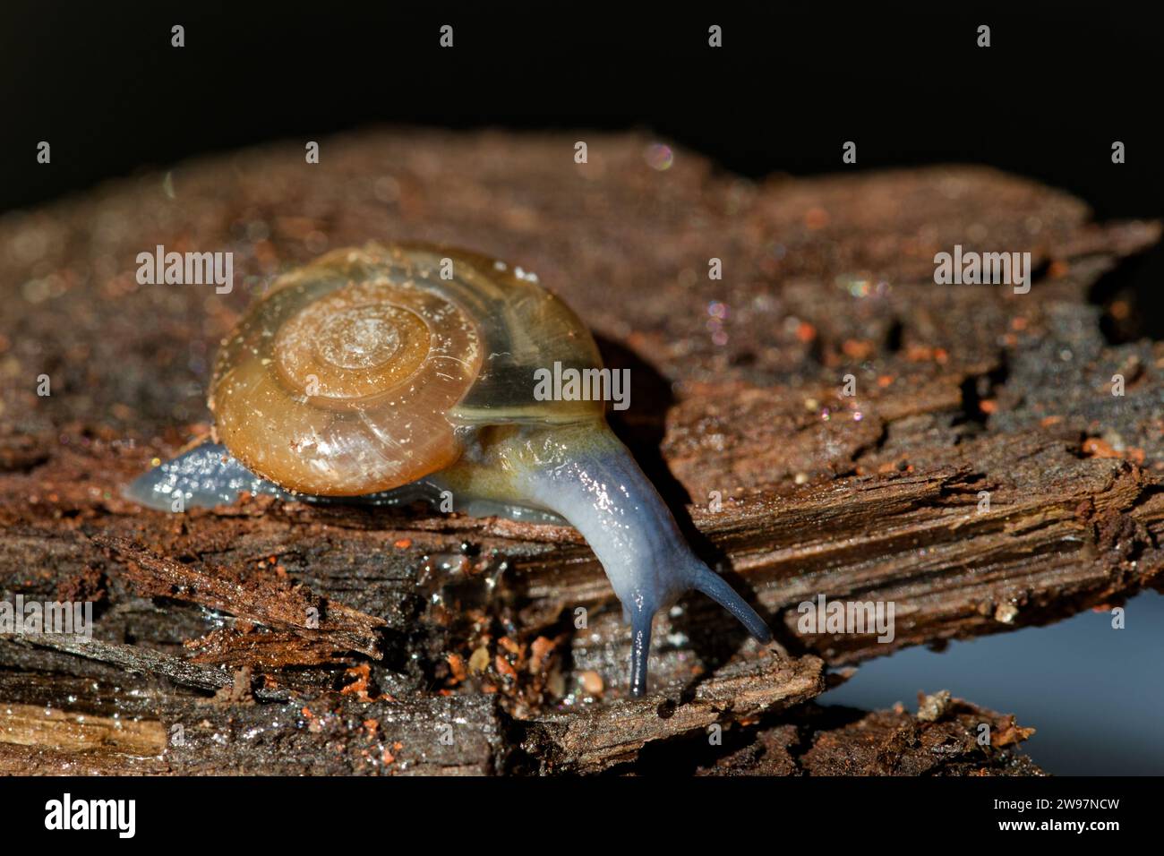 Cellarius hi-res stock photography and images - Alamy